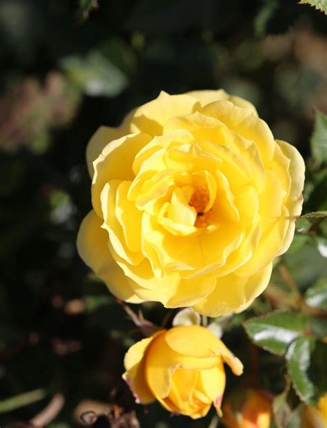 Rose Golden Wishes 3 Litre Stewarts Garden Centre