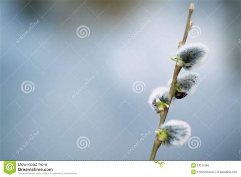Blossoming Pussy Willow Stock Photo Image Of Floral 24311066