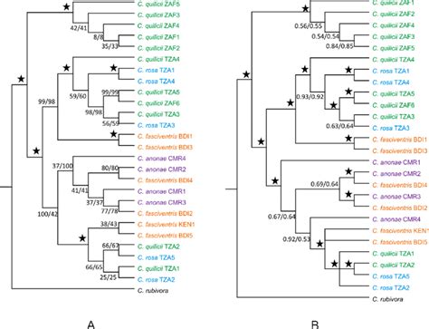 maximum likelihood ml and bayesian inference bi phylogenetic trees download scientific