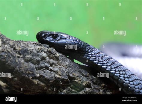 Schwarze Speikobra Black Spitting Cobra Naja Nigricincta Woodi