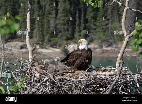 Bald Eagle Haliaeetus Leucocephalus Parent At Nest With Chicks Yukon