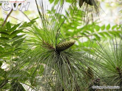火炬松Pinus taeda Linn 植物图片库 植物通