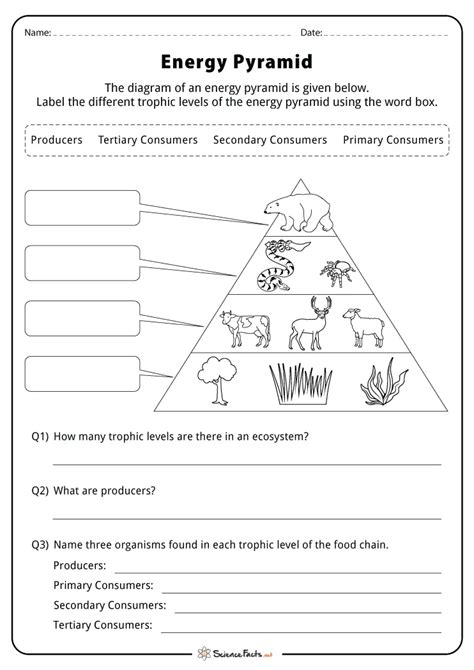 Energy Pyramid Worksheets Free Printables Worksheets Library