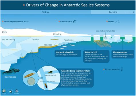 Frontiers Biological Responses To Change In Antarctic Sea Ice Habitats