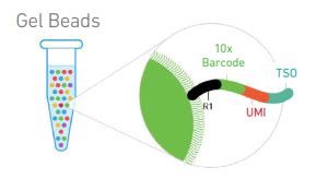 X Genomics Guide To Getting Started Gene Expression Center Uw