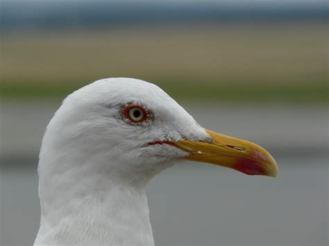 Möwe Vogel Meer Kostenloses Foto auf Pixabay Pixabay