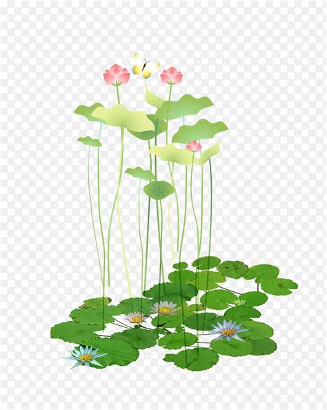 荷花PNG图片素材下载 图片编号10058785 PNG素材网