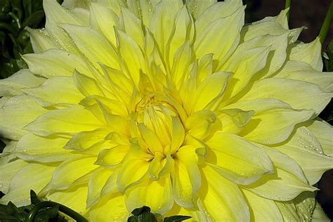 Dahlia Blomma Gul Gratis foto på Pixabay Pixabay