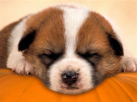 Fond D Cran Hd Chien Mignon X Fond D Cran T L Charger