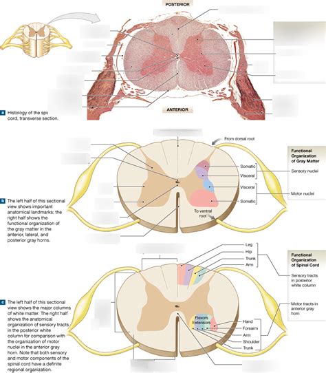 Ch Sectional Organization Of The Spinal Cord Diagram Quizlet