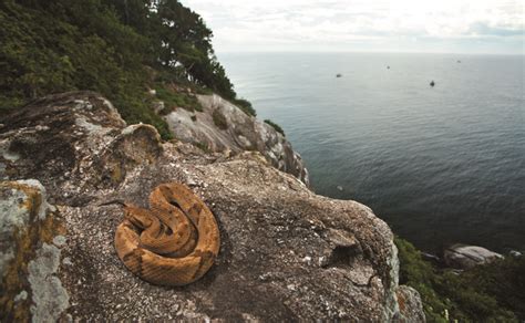 Ilha Das Cobras A Ilha Mais Perigosa Do Mundo Fica No Brasil