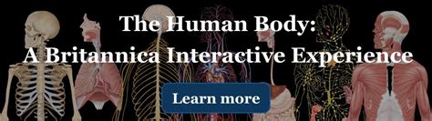 Leg Definition Bones Muscles Facts Britannica