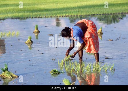 Indian Women Rice Planting Paddy Fields Tamil Nadu India Stock Photo