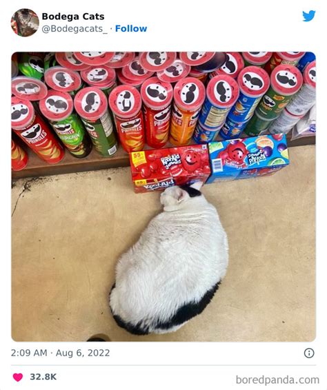 35 preuves que les chats dorment partout et n importe où