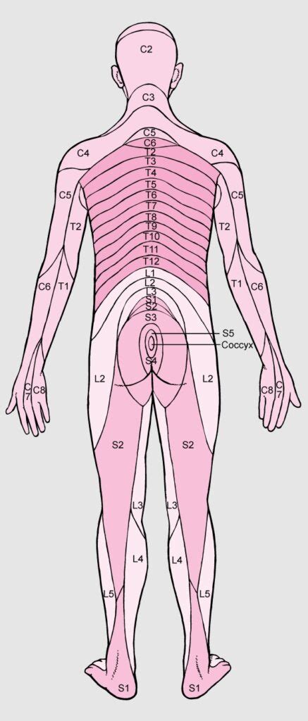 Printable C Spine Dermatomes Printable Jd