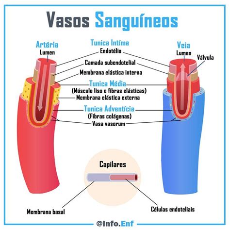 Vasos Sanguíneos Material de enfermagem Fotos de enfermagem Imagens