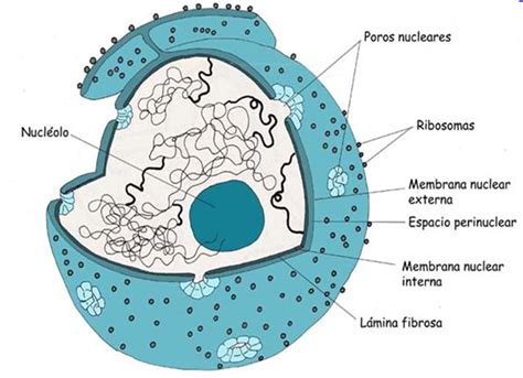 CIENCIAS NATURALES ESTRUCTURA ANATOMIA CELULAR