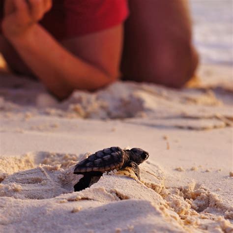 People Watching A Baby Turtle On The Beach Travel Off Path