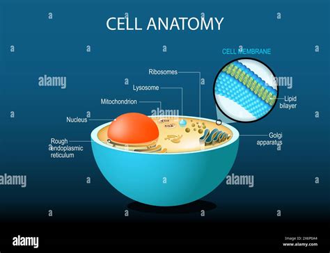 Cell Anatomy Cell Structure And Organelles Nucleus Ribosomes
