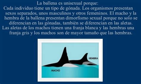 Cómo se reproducen las ballenas Reino animal