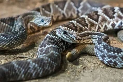 Serpiente De Cascabel Atrox Crotalus Diamondback Occidental