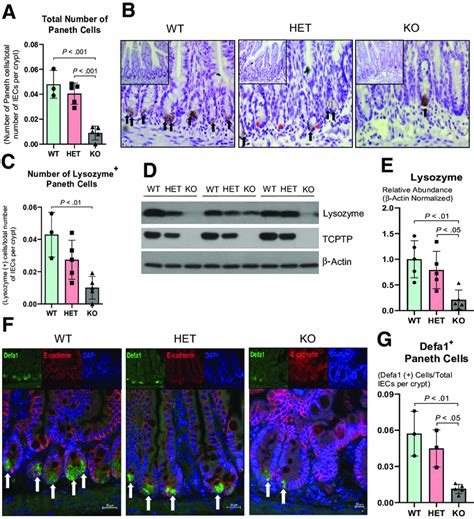 Ptpn Ko Mice Display Loss Of Paneth Cells And Antimicrobial Peptide