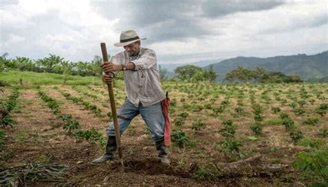 SECTOR AGROPECUARIO SECTOR PRIMARIO AGRONOMÍA