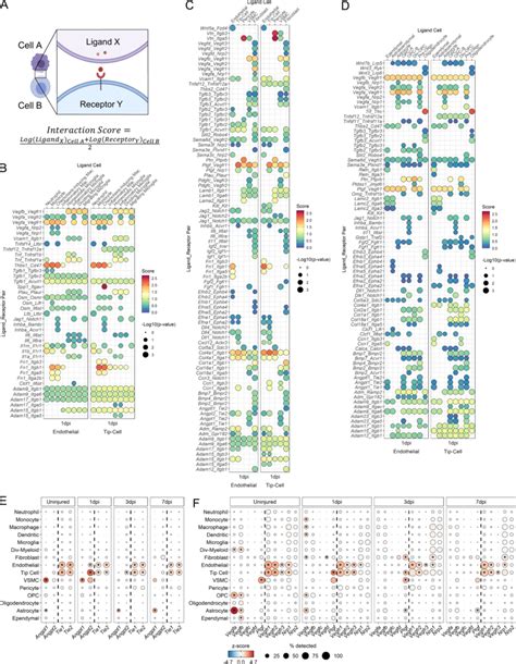 Ligandreceptor Analysis To Assess Endothelial And Tip Cell