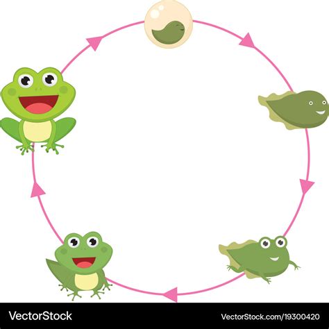 Life Cycle Of Frog Royalty Free Vector Image Vectorstock
