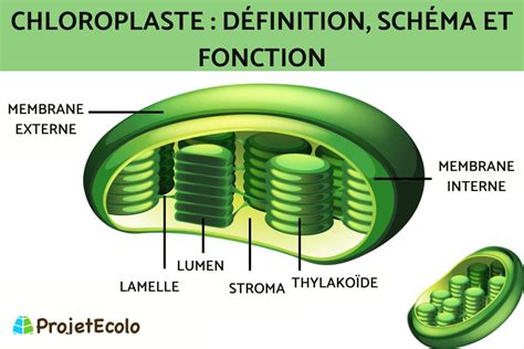 Chloroplaste