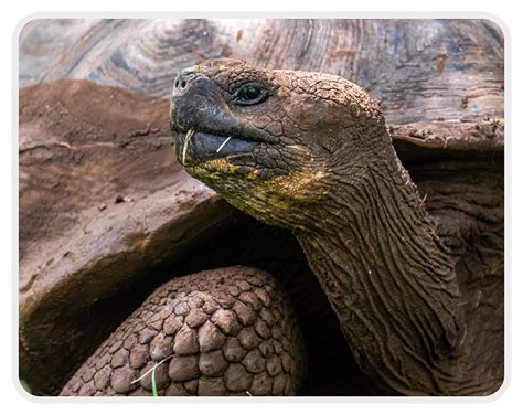 Flora Fauna en las Islas Galápagos Un Paraíso por Descubrir