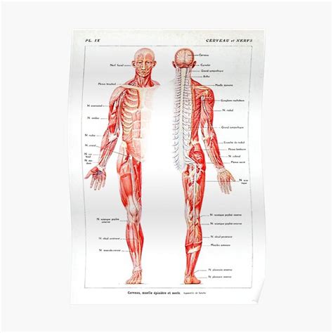 Vintage Muscular System Anatomical Chart Human Muscle Anatomy Premium