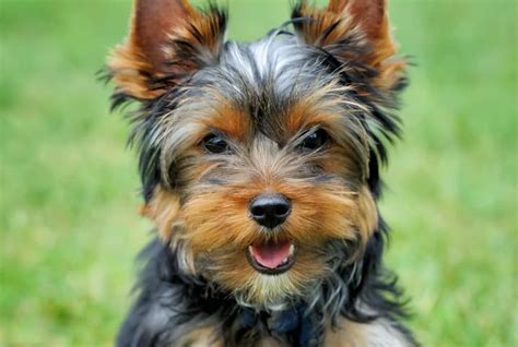 Ra A De Cachorro Muito Popular No Brasil Veja Quais S O Petz