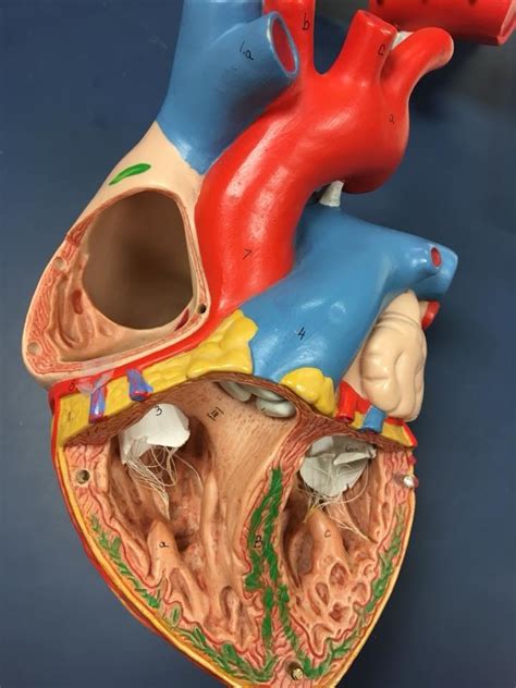 Heart Model Frontal Section Diagram Quizlet