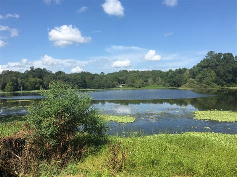 Cw Calf Pond Creek Gainesville Creeks