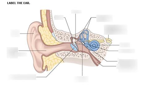 Med Term Chapter 11 Labeling Ear Diagram Quizlet