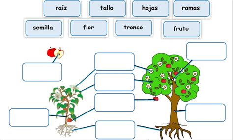 Las Plantas Baamboozle Baamboozle The Most Fun Classroom Games