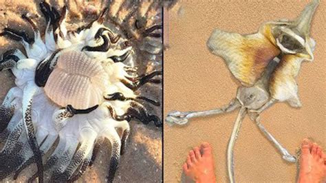 AS CRIATURAS MAIS INCOMUNS JÁ ENCONTRADAS NAS PRAIAS Mundo Curioso