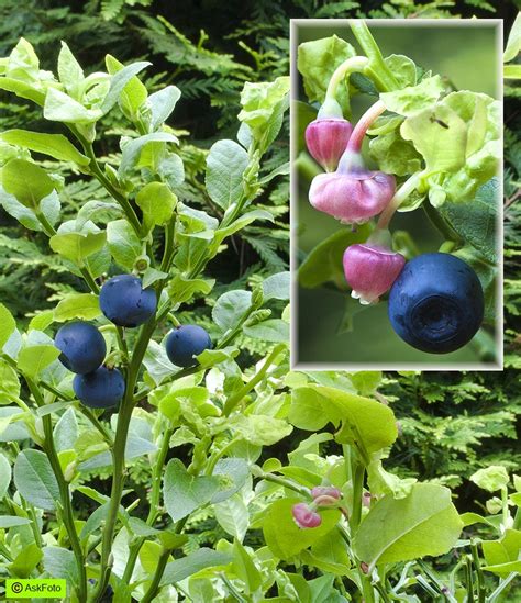 Vild Blåbær Vaccinium myrtillus 10 cm Potte Plantorama