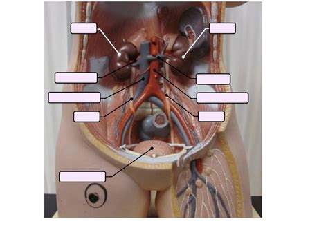 Abdominopelvic Region Diagram Quizlet