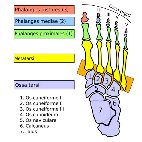 Articulaciones Tarsometatarsianas Tarsometatarsal Joints Abcdef Wiki