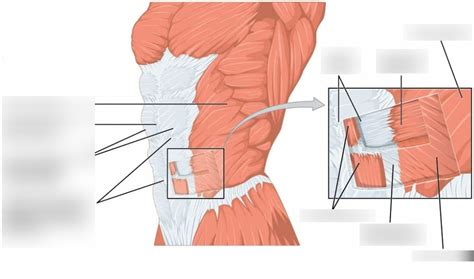 Muscles Of The Abdomen Diagram Quizlet