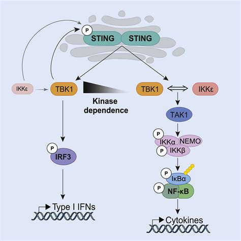 TBK1 and IKKε Act Redundantly to Mediate STING Induced NF κB Responses