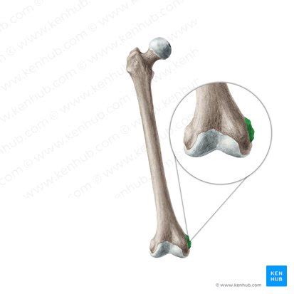 Articulación de la rodilla anatomía y movimientos Kenhub
