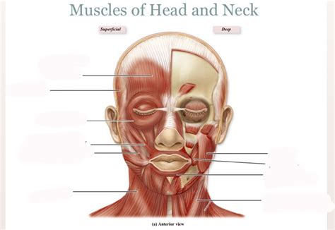 Muscles Of Head And Neck Diagram Quizlet