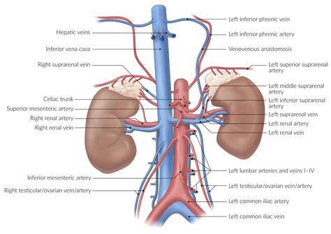 Gran engaño Concesión Estribillo abdominal vascular anatomy Infantil