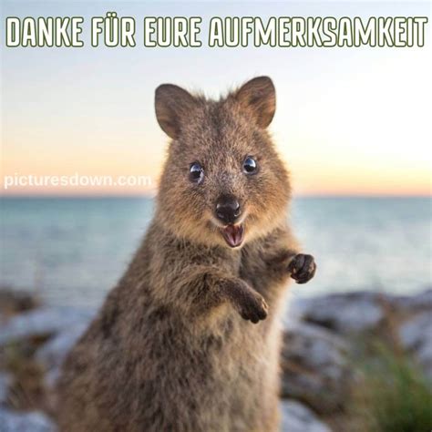 Danke fürs zuhören bild Quokka