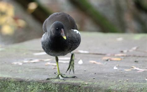 Teichralle Kommt Ganz Nah Und Bettelt Nach Futter Teichhuh Flickr