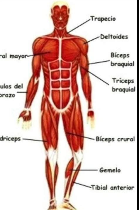 El Sistema Muscular Para Dibujar Facil Sistema Locomotor Web Del