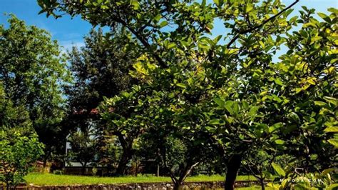 Cómo podar un árbol para que no crezca más Guía completa